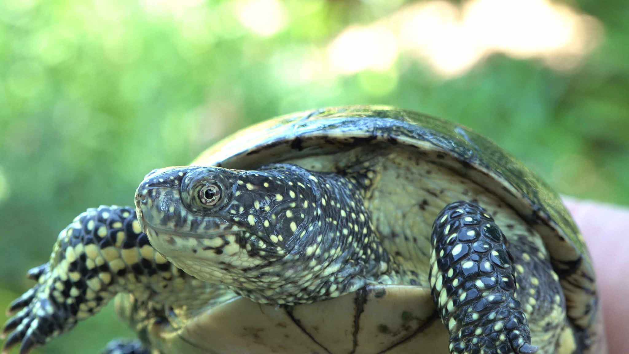 Le petit guide de la tortue (vidéo) Le petit guide de la tortue (vidéo)