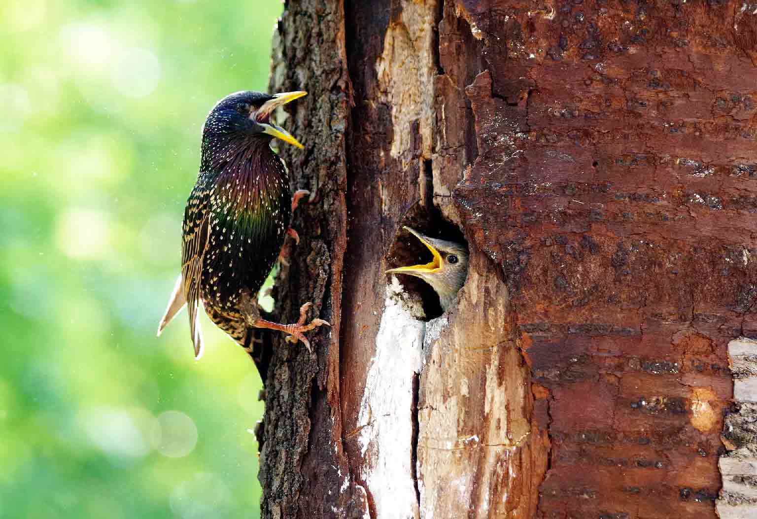 Comment aider les oiseaux en période de nidification