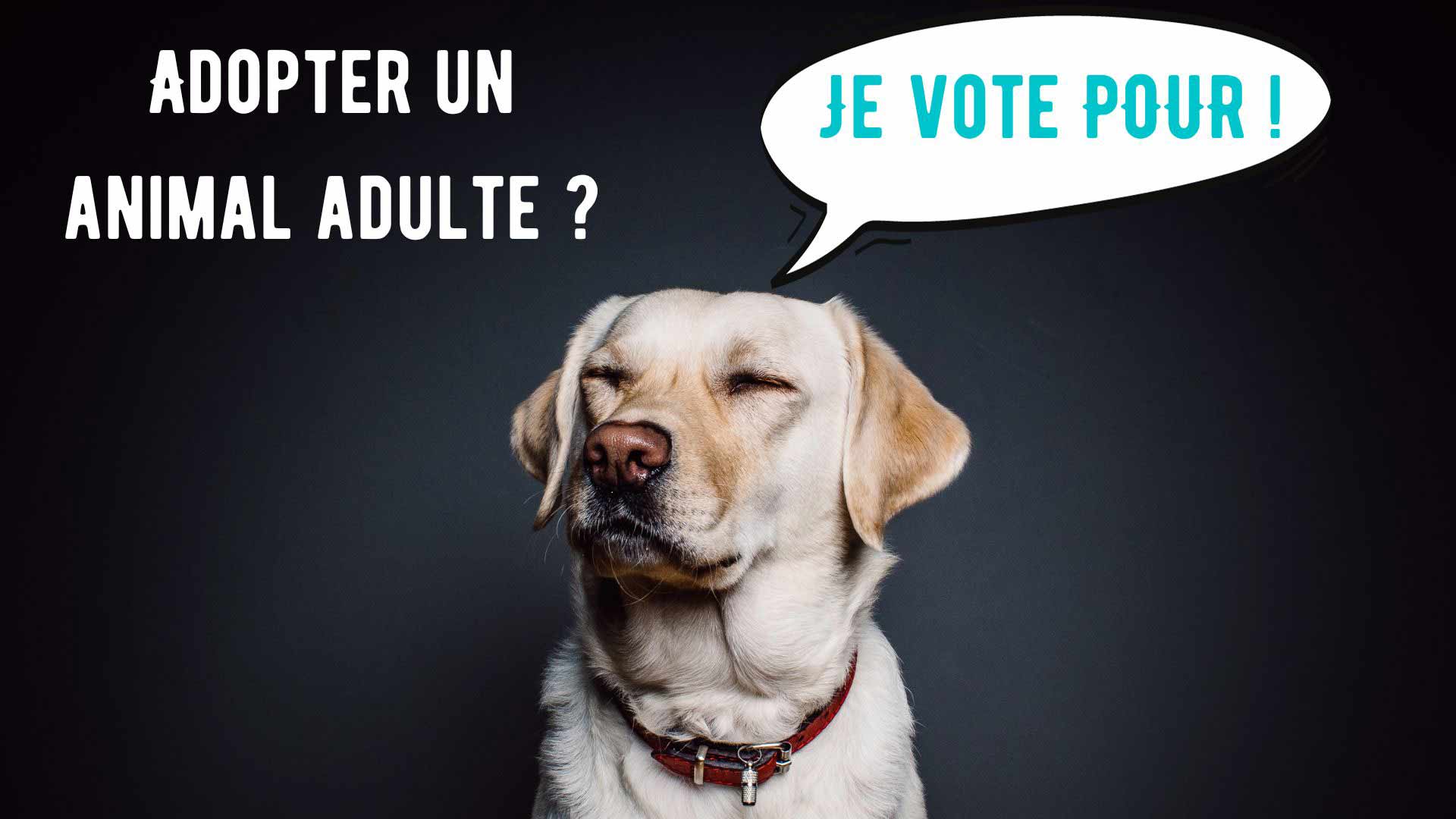 Pourquoi adopter un animal adulte